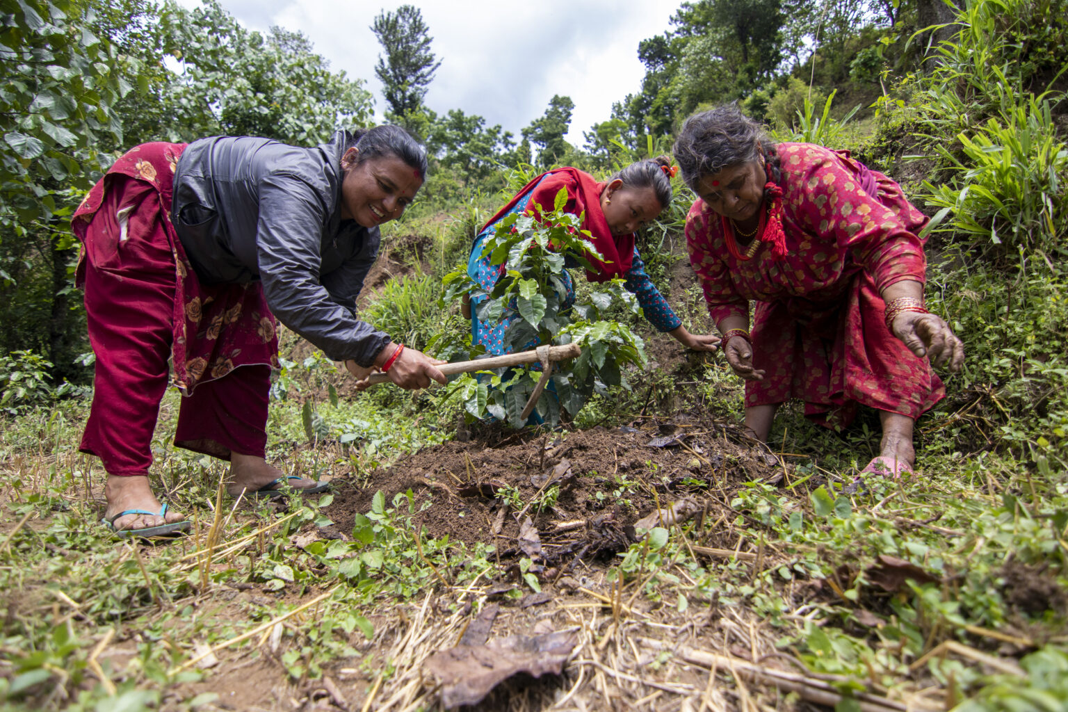 Building an inclusive future for Nepalese coffee - Cordaid International