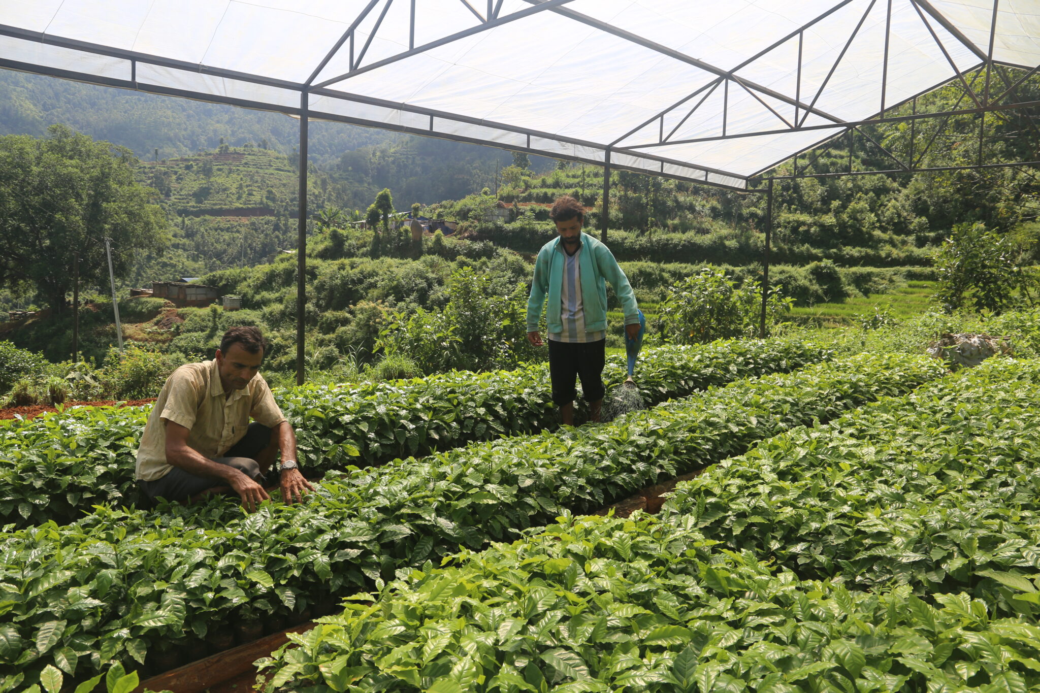 Building an inclusive future for Nepalese coffee - Cordaid International
