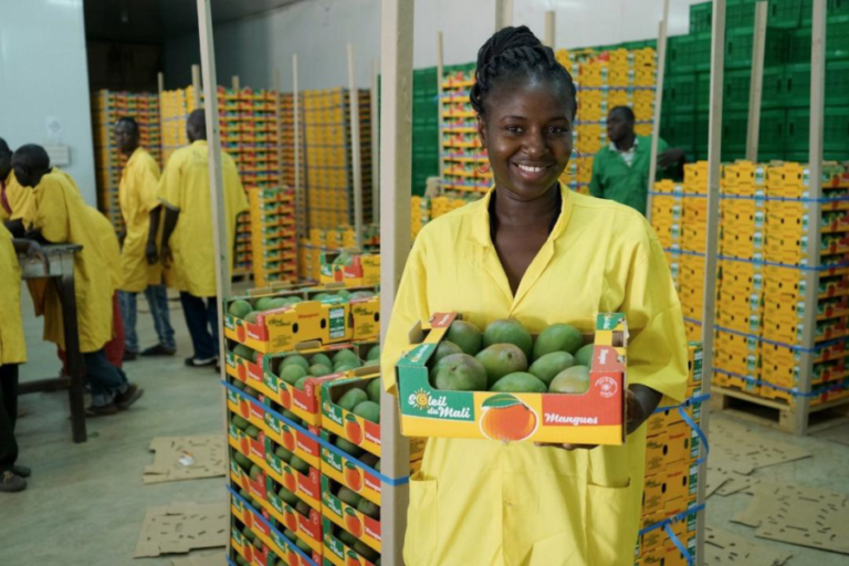 Mangoes from Mali: the story behind a sun-drenched piece of fruit ...