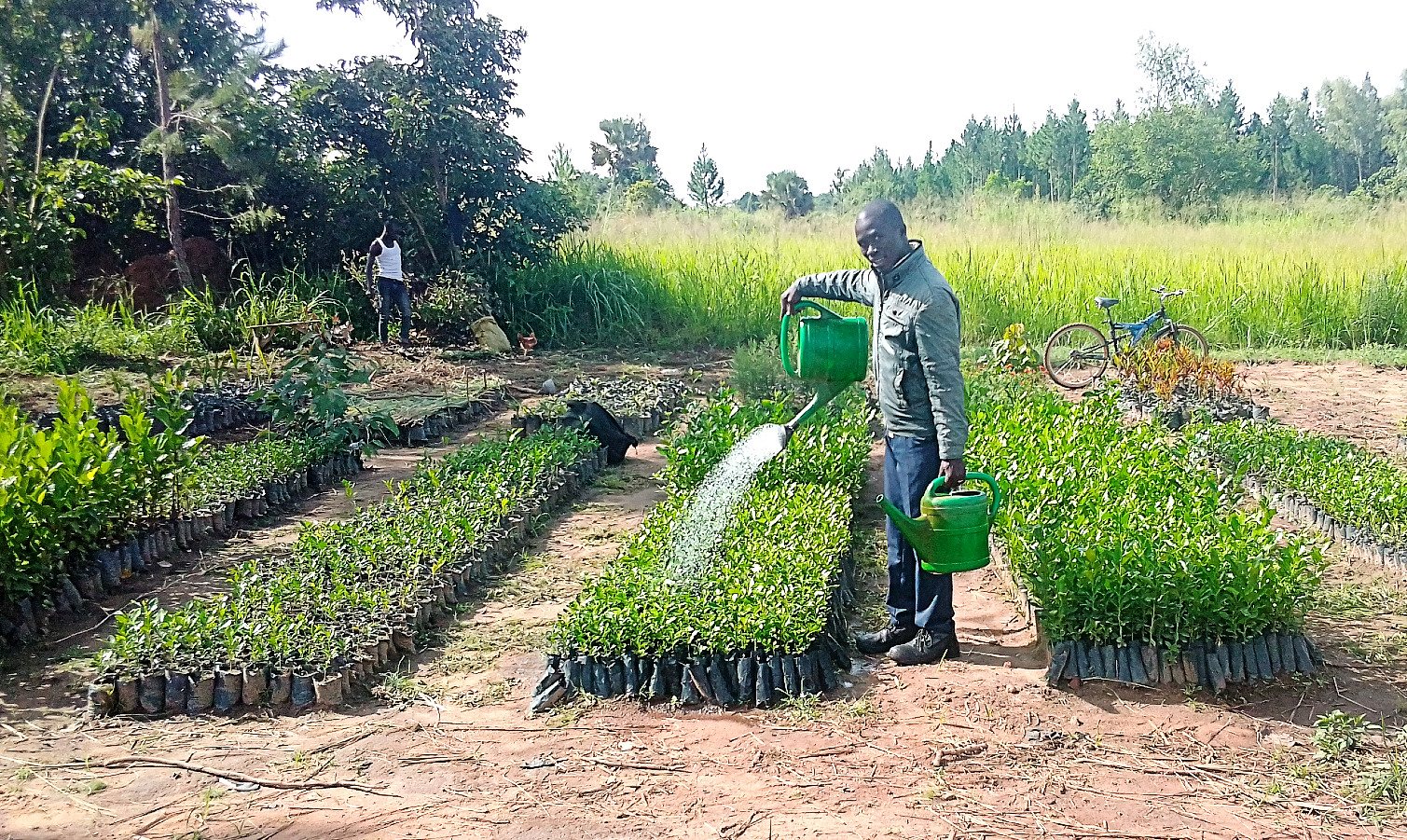 Haron, the tree custodian of Lira City, Uganda: “Live with trees, not ...