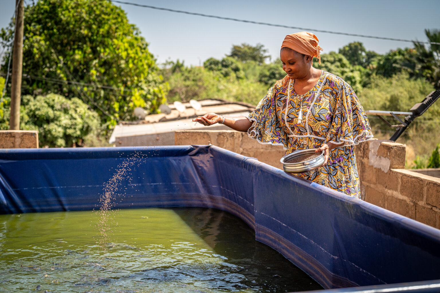 Meet the Women and Young People Running Mali’s Rooftop Hatcheries and ...