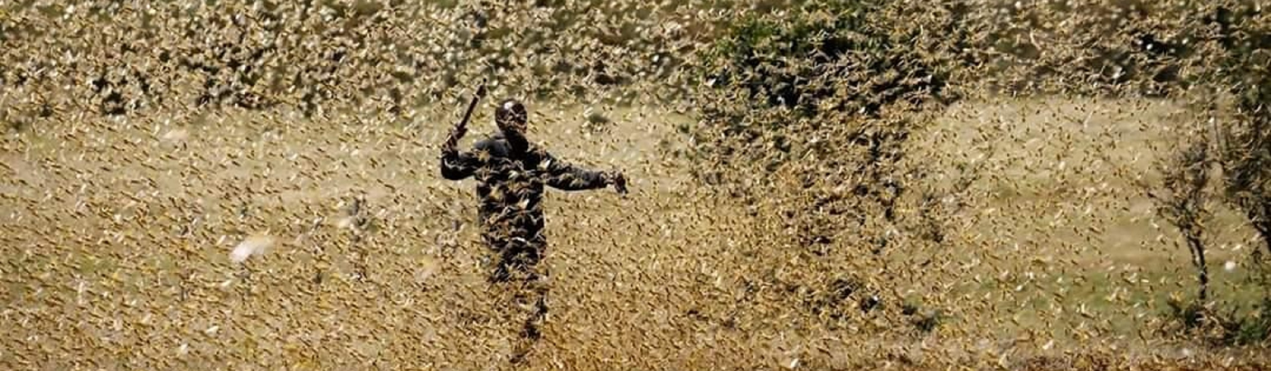 (B)eat the Locust: a Sustainable Solution to a Gluttonous Problem ...