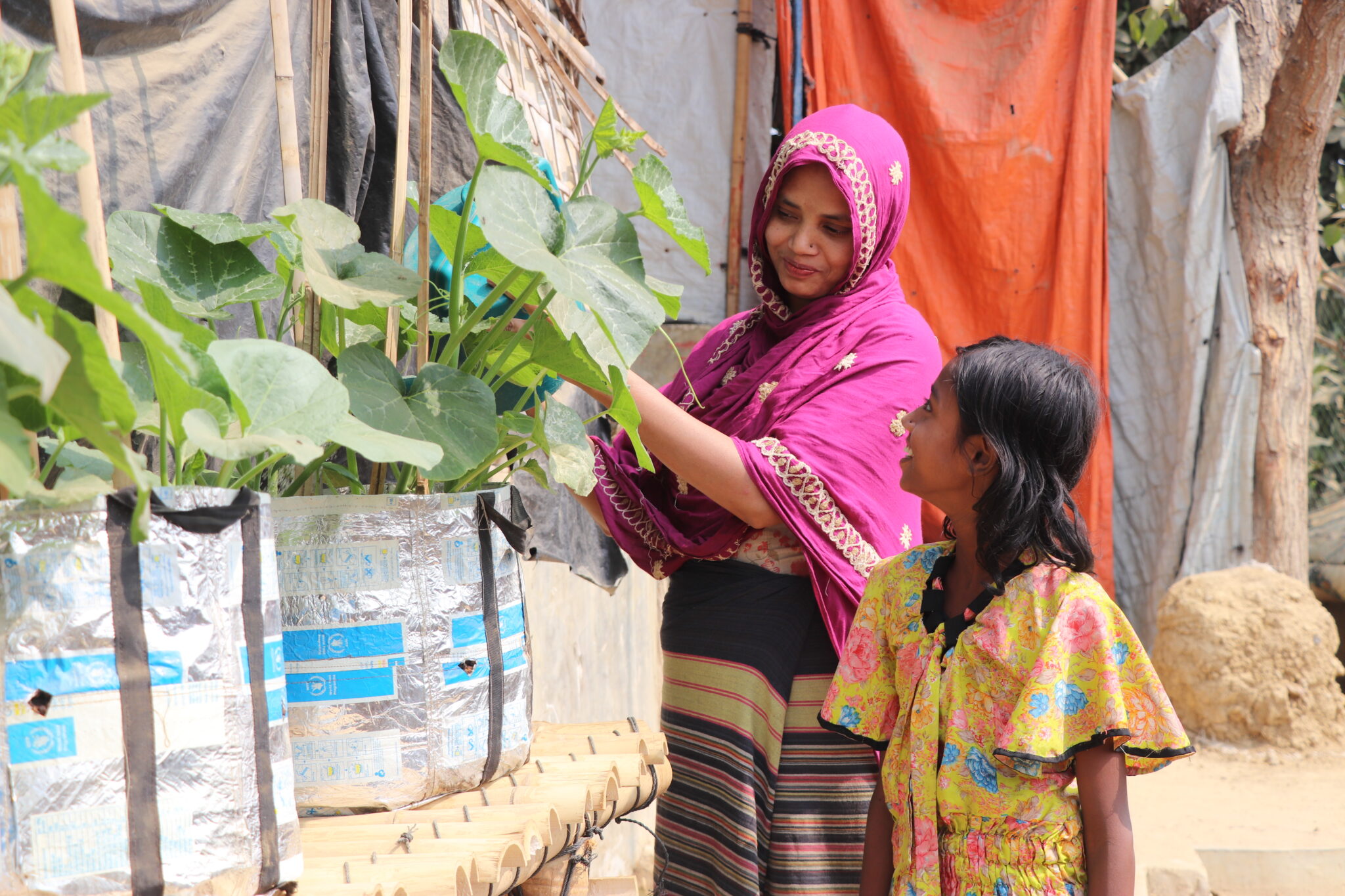 The Salt Solution: growing salt-tolerant vegetables in Bangladesh ...