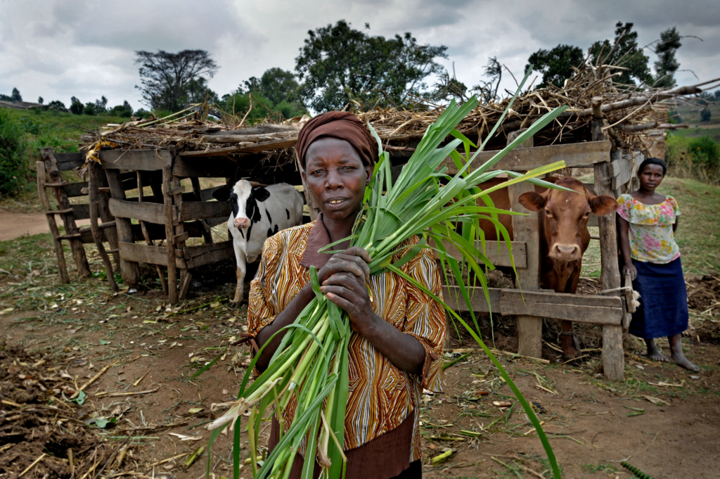 Ontwikkelingshulp in Rwanda - Cordaid